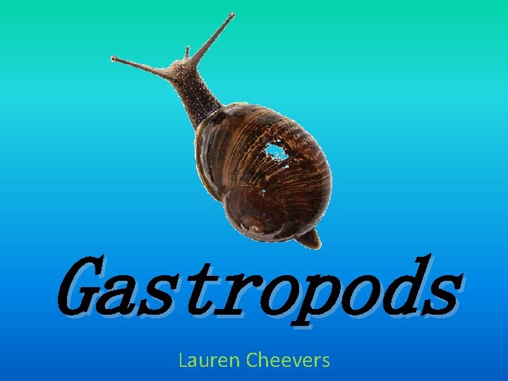 Gastropods Lauren Cheevers Slug Life Cycle Three main