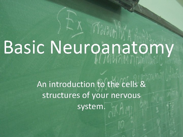 Basic Neuroanatomy An introduction to the cells structures