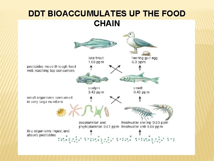 Grade 9 Science PESTS AND PESTICIDES BIOACCUMULATION PESTS