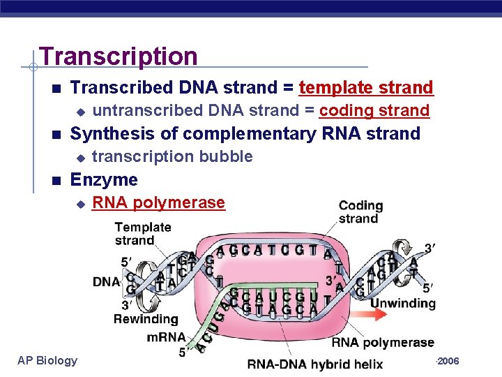 Chapter 17 From Gene to Protein AP Biology