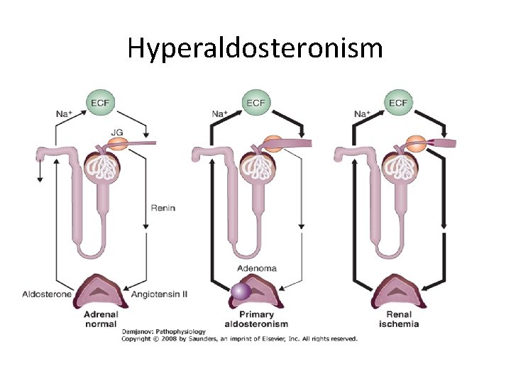 PHYSIOPATHOLOGY OF PITUITARY GLAND ADRENALS AND GONADS Hormones