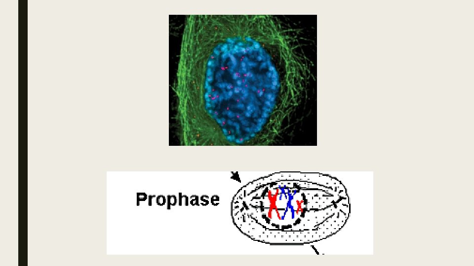1 3 CELLS FROM CELLS Learning Objectives To