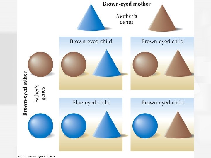 Chapter 3 Human Development Heredity and EnvironmentThe Nurture