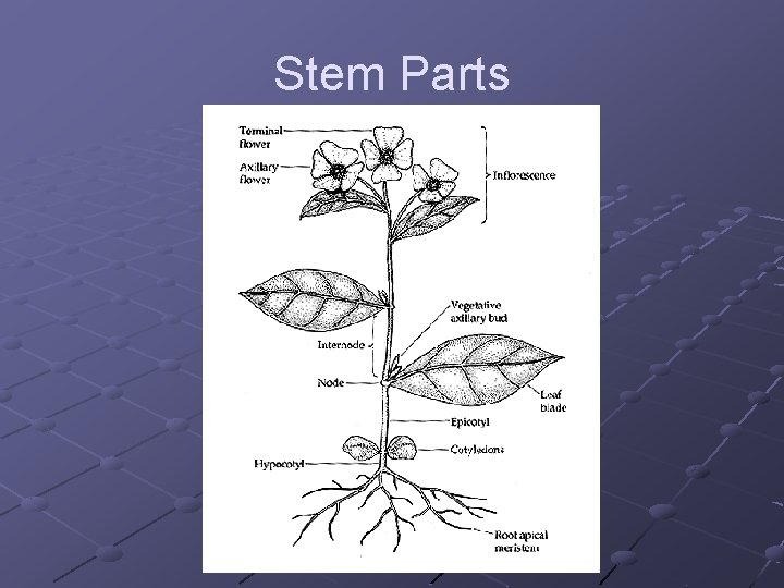 Stem Types Tracy Thelen Stems support the n