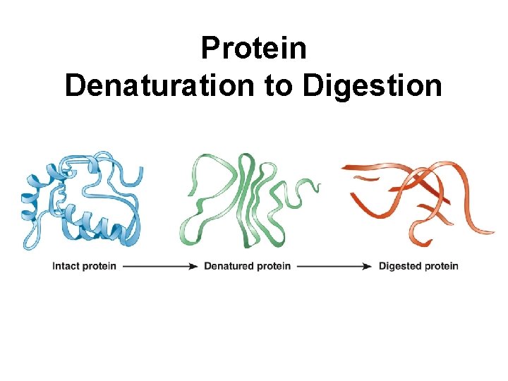 Proteins From Foods to Cells in the Body