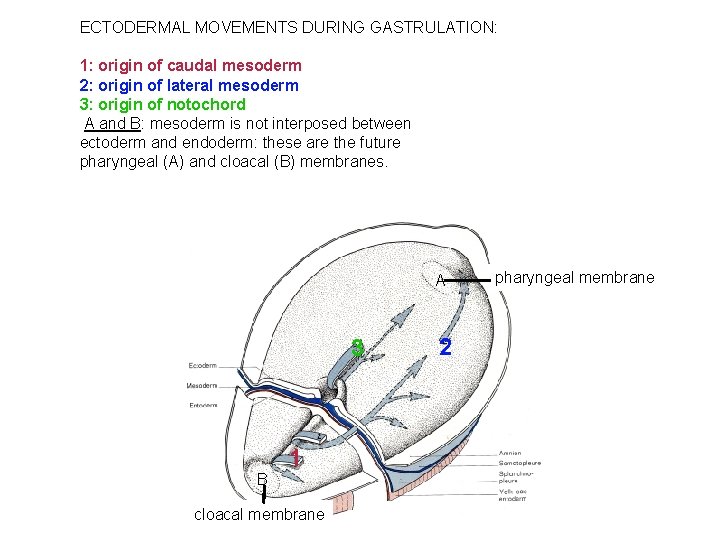 OUR AXIS anterior rostral dorsal posterior caudal ventral