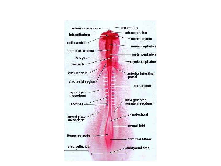 OUR AXIS anterior rostral dorsal posterior caudal ventral