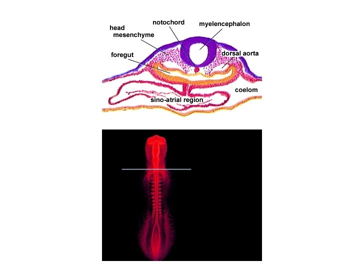 OUR AXIS anterior rostral dorsal posterior caudal ventral