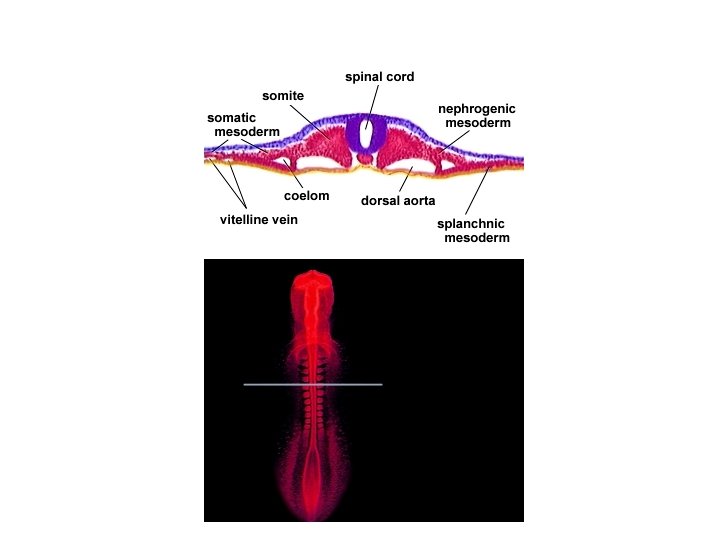 OUR AXIS anterior rostral dorsal posterior caudal ventral