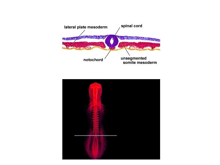 OUR AXIS anterior rostral dorsal posterior caudal ventral