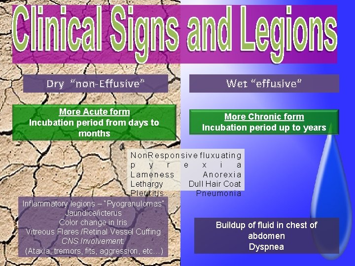 Feline Infectious Peritonitis FIP Presented by Sasha Jones
