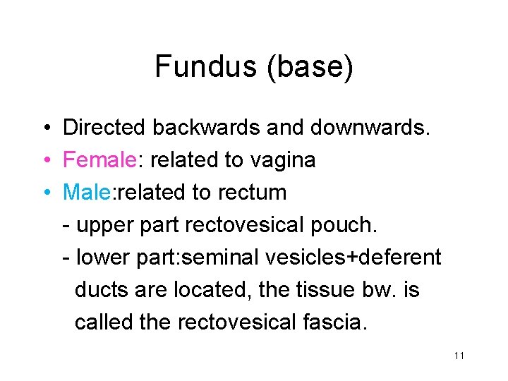 Urinary bladder and Urethra Prof Dr Selda nderolu
