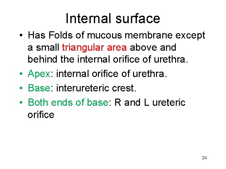 Urinary bladder and Urethra Prof Dr Selda nderolu