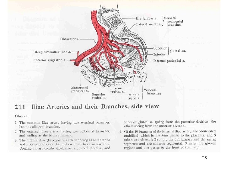 Urinary bladder and Urethra Prof Dr Selda nderolu