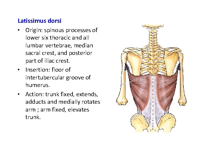 The upper limb The muscles of back Superficial
