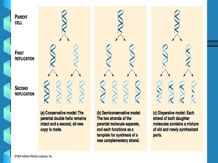 CHAPTER 16 THE MOLECULAR BASIS OF INHERITANCE I