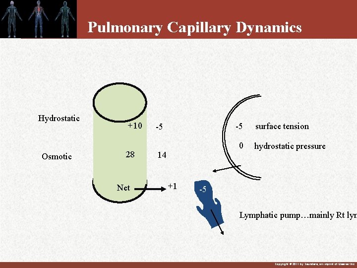 UNIT VII Chapter 38 Pulmonary Circulation Pulmonary Edema