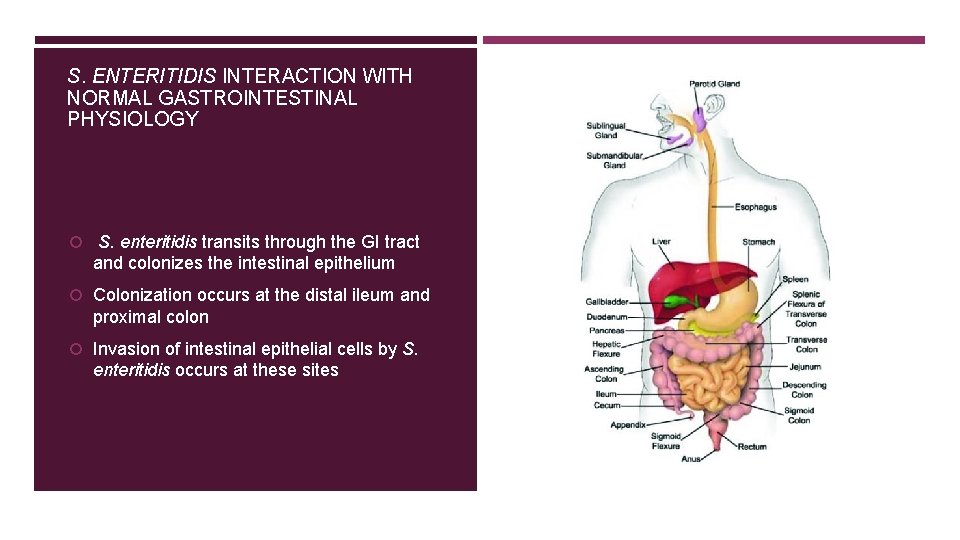 BODY SYSTEMS GASTROENTERITIS CAUSED BY S ENTERITIDIS SIGNS