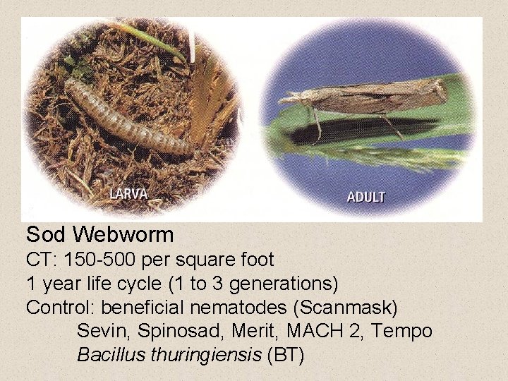 Turfgrass Management Problems Fertilizer injury Uneven fertilization ...