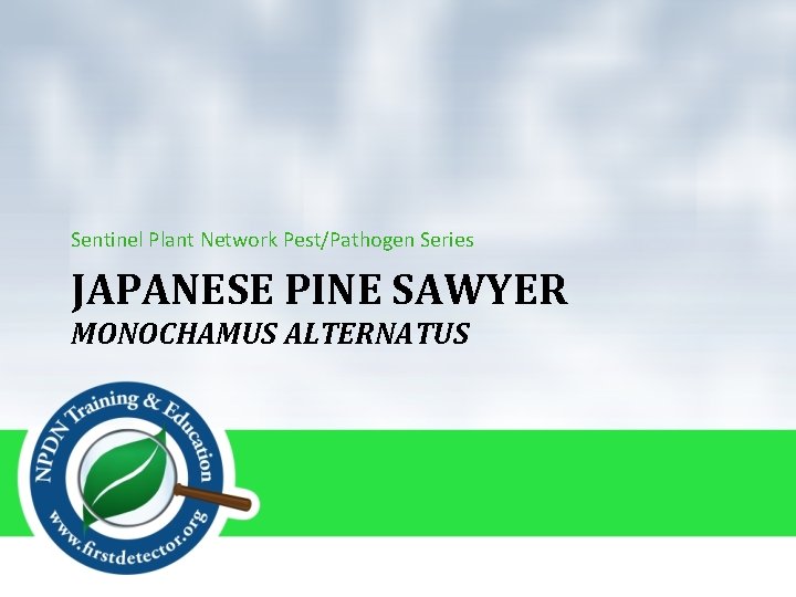 Sentinel Plant Network PestPathogen Series JAPANESE PINE SAWYER