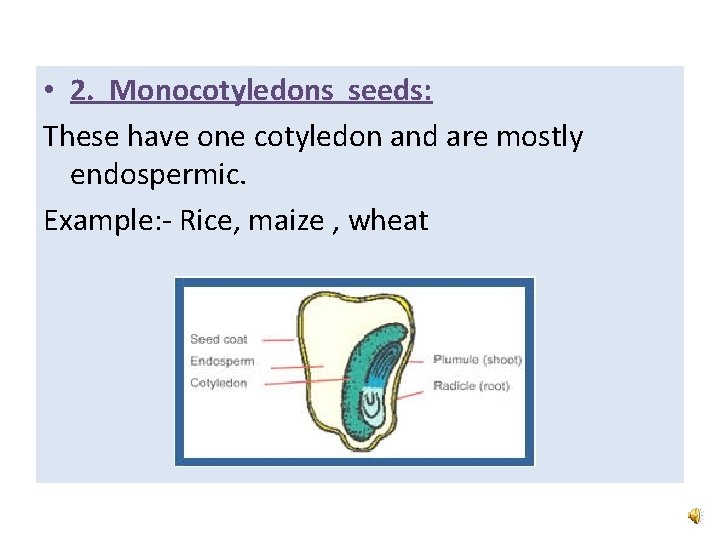 SEXUAL REPRODUCTION IN FLOWERING PLANT BIOLOGY TOPICS Seeds