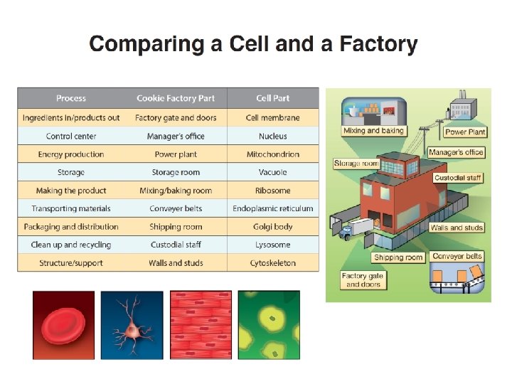 Chapter Four Cell Structure and Function Lesson 4