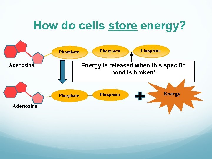 How do cells store energy Phosphate Energy is
