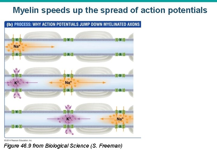 Myelin speeds up the spread of action potentials