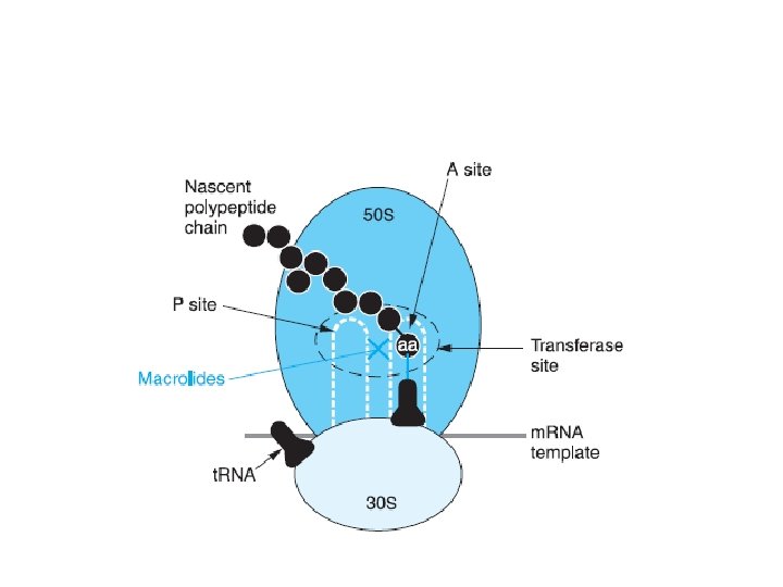 Protein Synthesis Inhibitors Protein Synthesis Inhibitors TETRACYCLINES ...