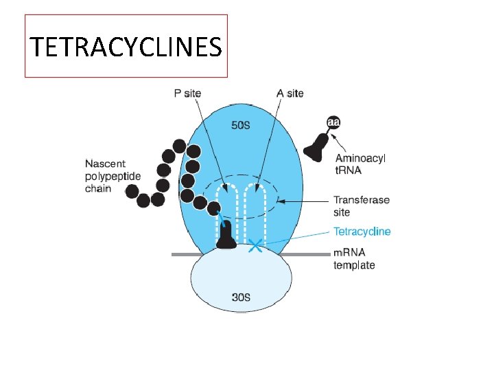Protein Synthesis Inhibitors Protein Synthesis Inhibitors TETRACYCLINES ...
