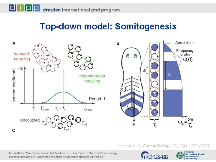 Pattern Formation in Tissues Walter de Back Fabian