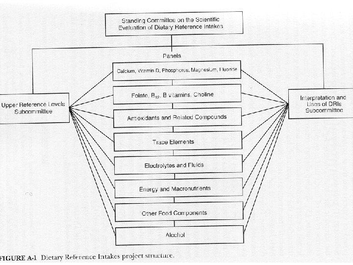Todays Topics Dietary Reference Intakes Energy Balance DRI