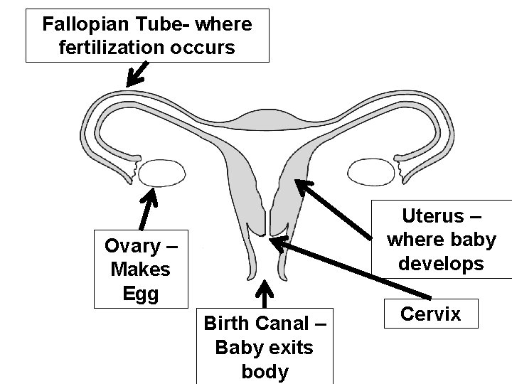 DO NOW If every cell in your body