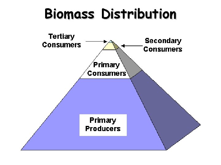 Energy in Ecosystems Food Chains Food Webs and