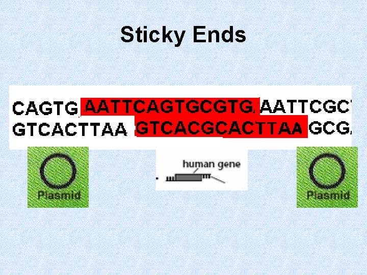 Biotechnology Biotechnology Any process that uses our understanding