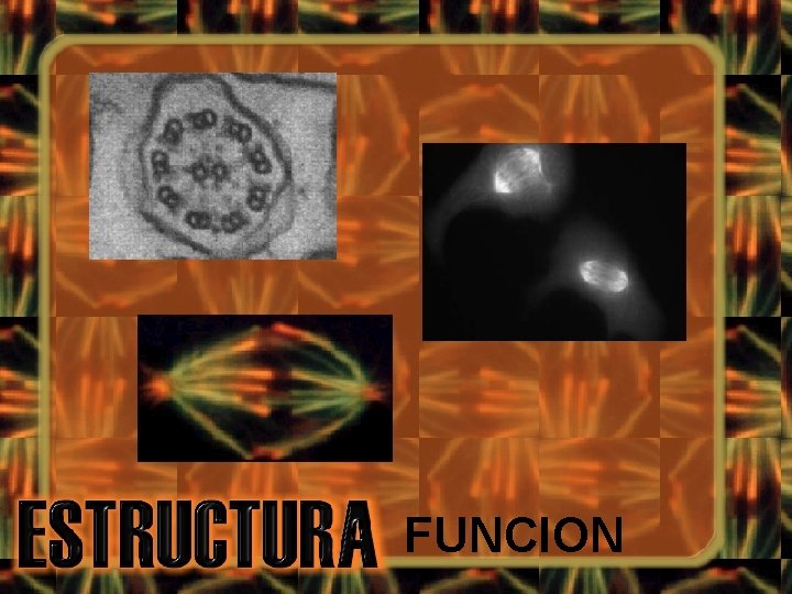 CITOESQUELETO Microtbulos Microfilamentos Filamentos Intermedios Red ...