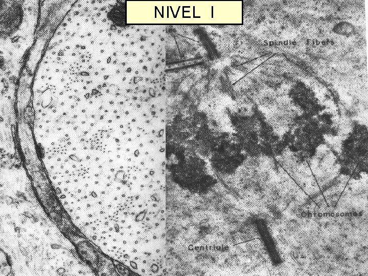 CITOESQUELETO Microtbulos Microfilamentos Filamentos Intermedios Red ...