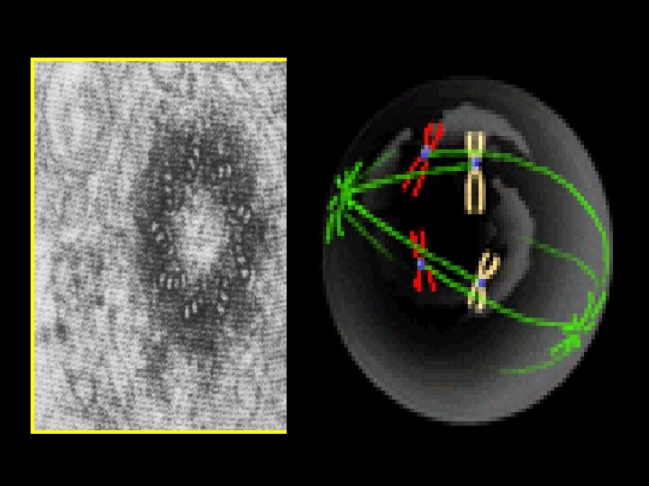 CITOESQUELETO Microtbulos Microfilamentos Filamentos Intermedios Red ...