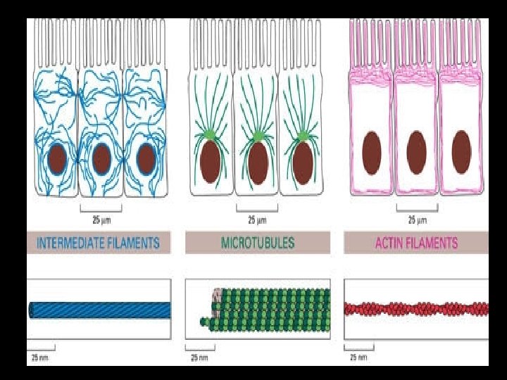 CITOESQUELETO Microtbulos Microfilamentos Filamentos Intermedios Red ...
