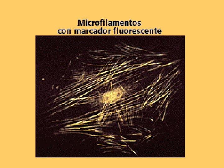 CITOESQUELETO Microtbulos Microfilamentos Filamentos Intermedios Red ...