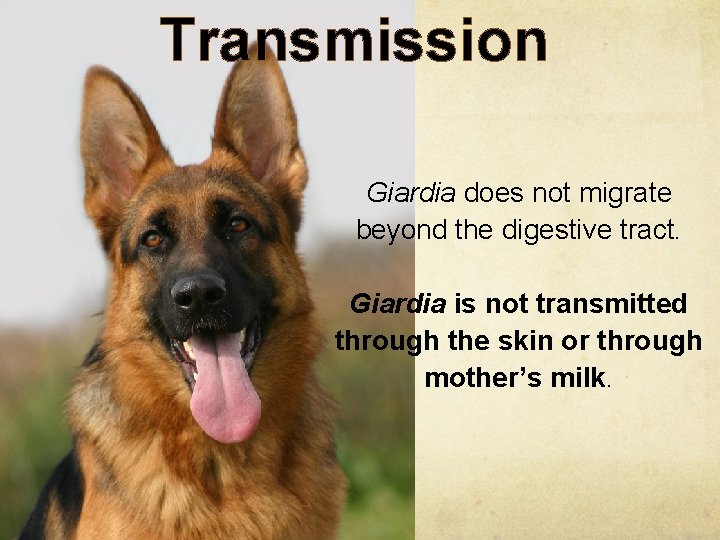 Understanding Giardia Maren von der Heyde National Breed