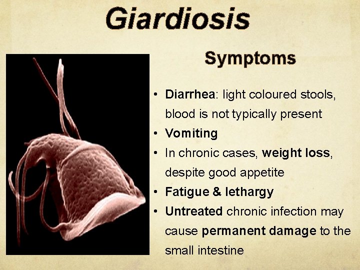 Understanding Giardia Maren von der Heyde National Breed