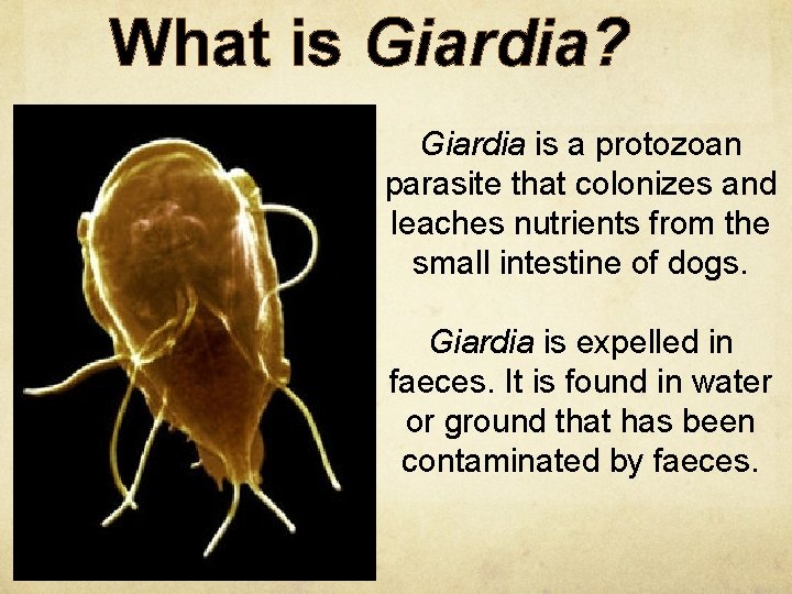 Understanding Giardia Maren von der Heyde National Breed