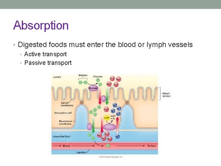 THE DIGESTIVE SYSTEM The Physiology Function of the