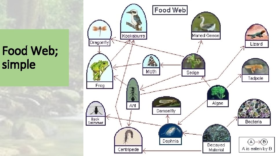 Ecology Biome POGIL INTERACTIVEQuickwrite What is Biodiversity The
