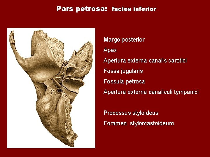 ANATOMIE Kosti neurokrania neurocranium splanchnocranium Kalvarie vnitn pohled