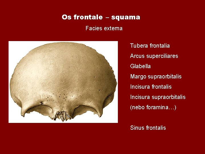 ANATOMIE Kosti neurokrania neurocranium splanchnocranium Kalvarie vnitn ...
