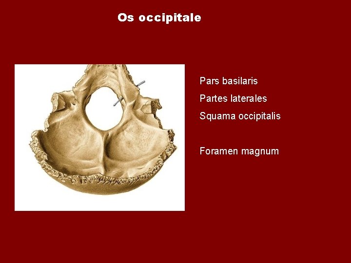 ANATOMIE Kosti neurokrania neurocranium splanchnocranium Kalvarie vnitn ...