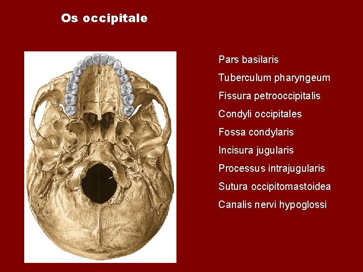 ANATOMIE Kosti neurokrania neurocranium splanchnocranium Kalvarie vnitn ...