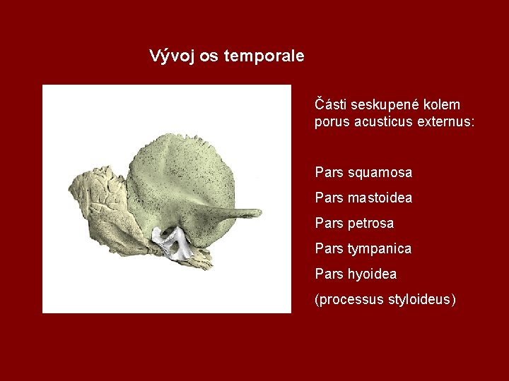 ANATOMIE Kosti neurokrania neurocranium splanchnocranium Kalvarie vnitn ...